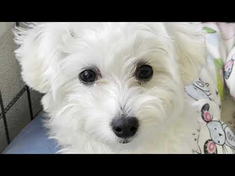 Bolognese dog | ボロニーズ犬 | aya 1st youtube