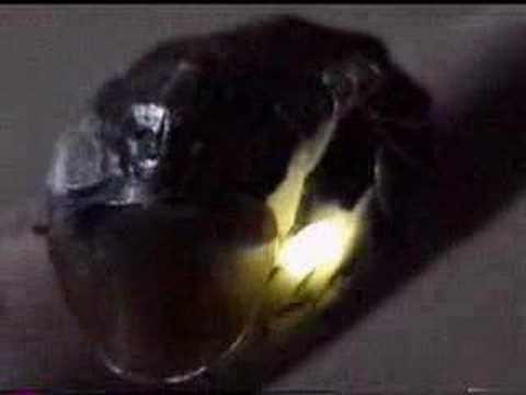 Biggest firefly around – Malaysian Firefly Blog