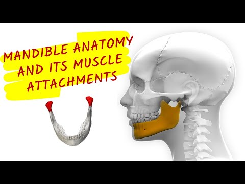 MANDIBLE ANATOMY AND ITS MUSCLE ATTACHMENTS || GENERAL ANATOMY || BY DentalCafe