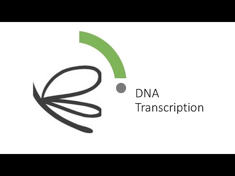 DNA Transcription