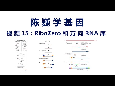 【陈巍学基因】视频15:RiboZero和方向性RNA文库