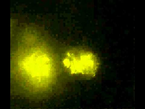 Analysis of meiotic prophase I in live mouse spermatocytes