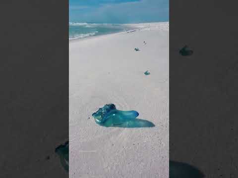 PORTUGUESE MAN’ O WAR WASHING UP ON FLORIDA BEACHES‼️ #shorts #allthingsemeraldcoast