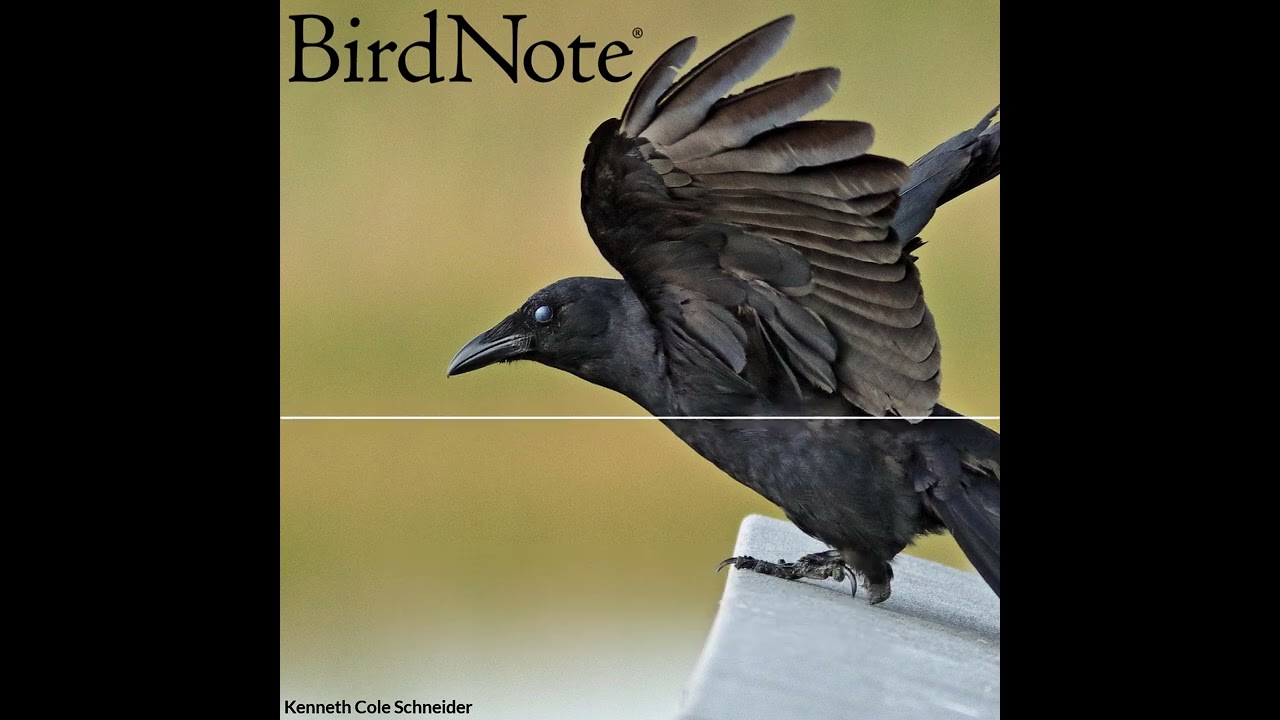The Nasally Fish Crow