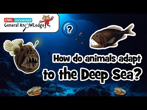 How do animals adapt to the deep sea? | General KnOWLedge