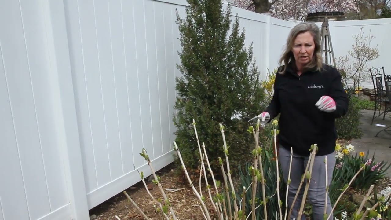 How to prune Endless Summer Hydrangea- finished!