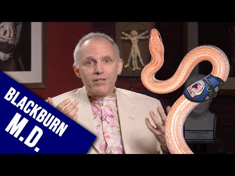 Emotional Support Snake?