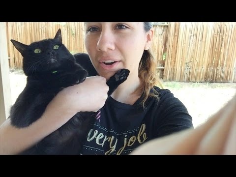 Our Cat Hates the Wind