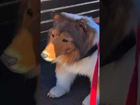 Japanese Man Who Turned into a Dog Goes for a Walk #shorts #japan