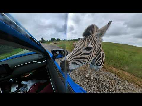 Feeding greedy zebras at the Tennessee Safari Park in Alamo, TN.