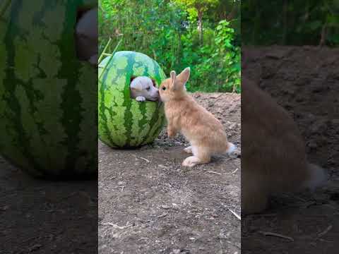 When Rabbit Meets Dog, Cute Rabbit, Little Cute Pastoral Pet