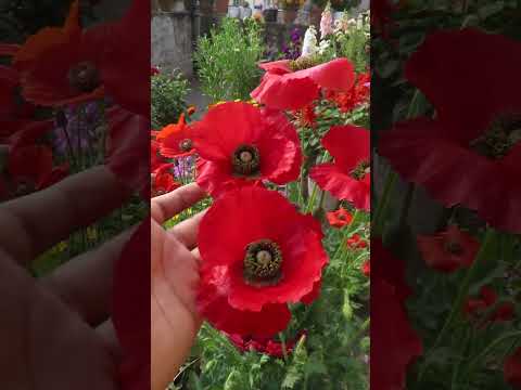 Poppy Flowers, Oriental Poppy