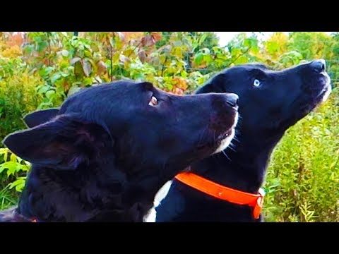 Raw Organic Meaty Bones - for my dogs