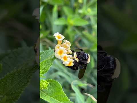 Bumblebees Foraging for Pollen and Nectar