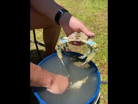 How to clean a blue crab
