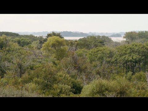 Maritime Forests