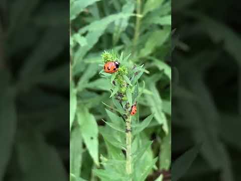 Nine Spotted Ladybugs on the Move