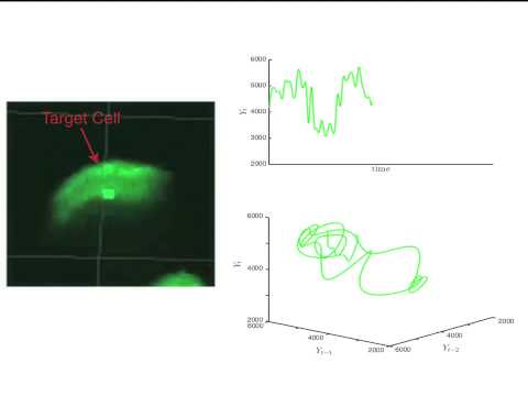 Nanog GFP Time Series and Attractor