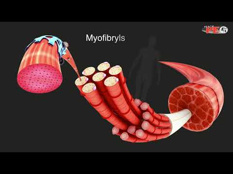 Structure of Skeletal Muscle Explained in simple terms