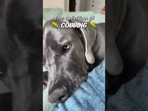 I love when they do this! #cobbing #greatdane #greatdanes