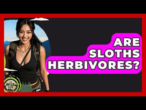 Are Sloths Herbivores? - The Wild Life Explorer