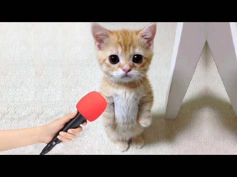 Laugh out loud moments with silly funny animals! ๐