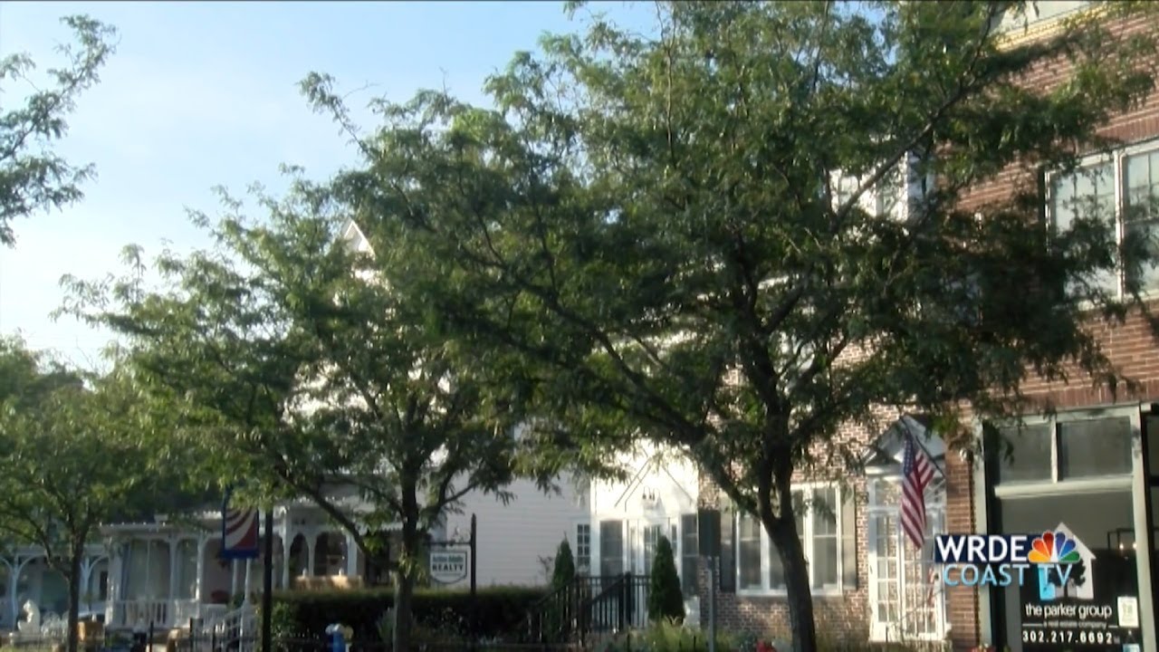 Lewes Planning Commission considers minimum tree requirement for development