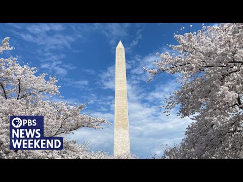 The history and symbolism of Washington’s iconic cherry blossoms