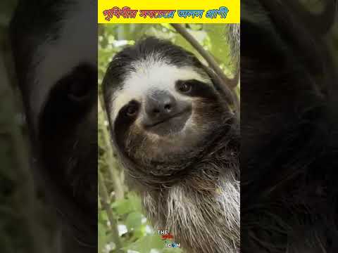দুনিয়ার সবথেকে অলস প্রাণী যা আপনি কখনো দেখেননি | sloth 🦥 animal| #bengali #shorts