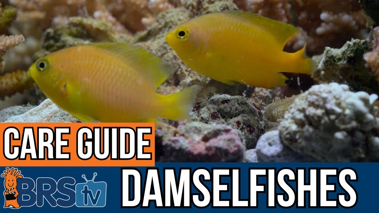 What You NEED to Know About Damselfish!