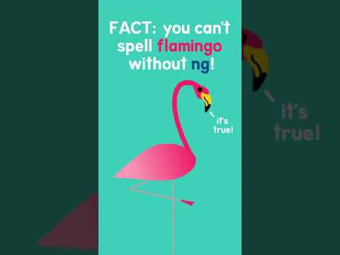 flamiNGo!