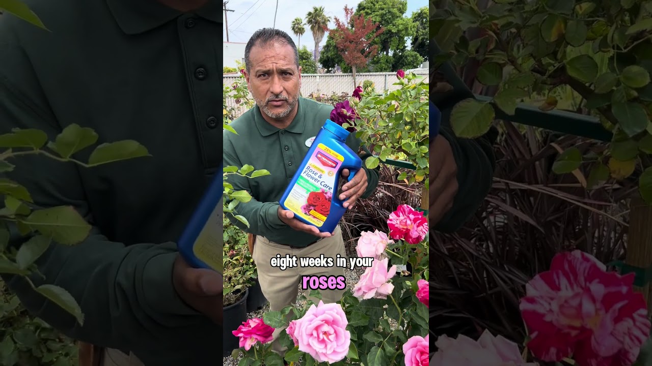 4 Easy Ways to Keep Your Roses Blooming All Summer