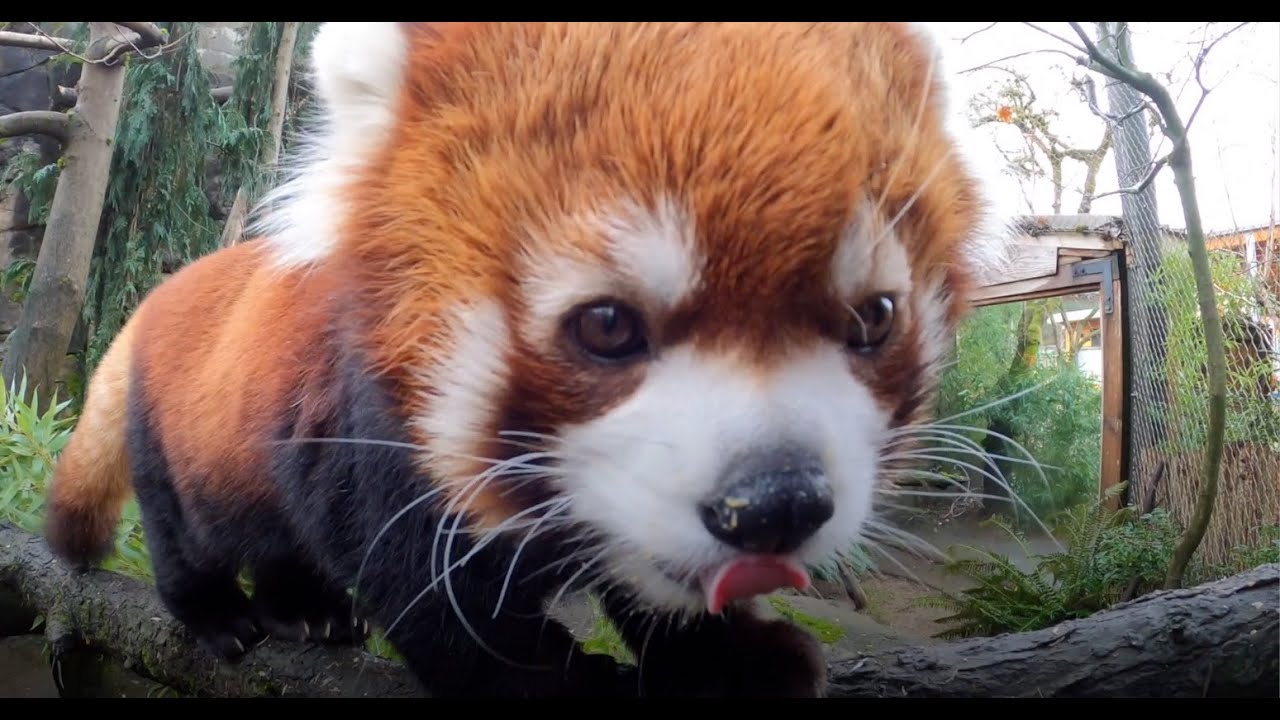 Fluffy Red Panda Enjoys Treats