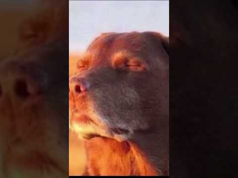 Dog closing his eyes ("Im cooked" dog) meme, Caption this yourselves in da comments