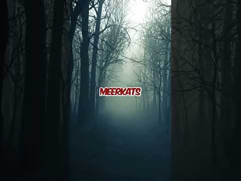 Meerkats Discover Hidden Paradise and Amazing Animal Facts! #Shorts