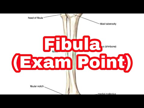 Fibula|Anatomy|Clinical Aspects|Exam time
