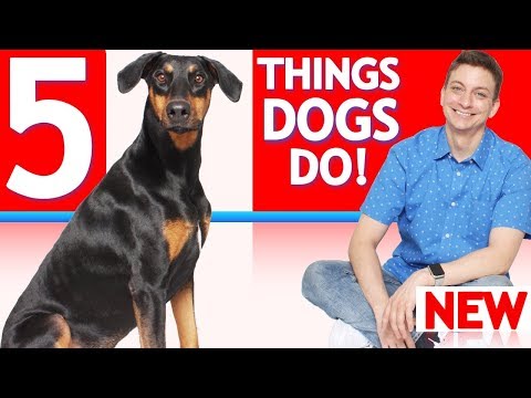 Why Do Dogs Do These 5 Weird Things?