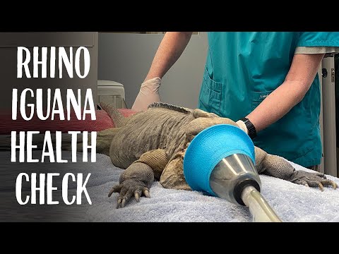 Rhino Iguana Health Check at Taronga Wildlife Hospital