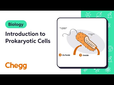 Introduction to Prokaryotic Cells | Biology