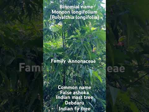YouTube shorts # binomial name # botanical adventure # plant identification # false ashoka /Debdaru