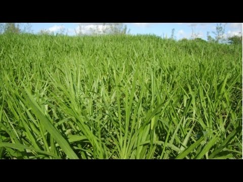 TV Cursos CPT | Curso Formação e Manejo de Capineira | Bovinos - Gado ...