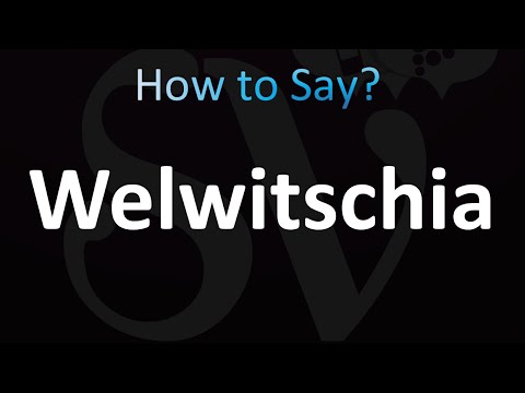 How to Pronounce Welwitschia (correctly!)