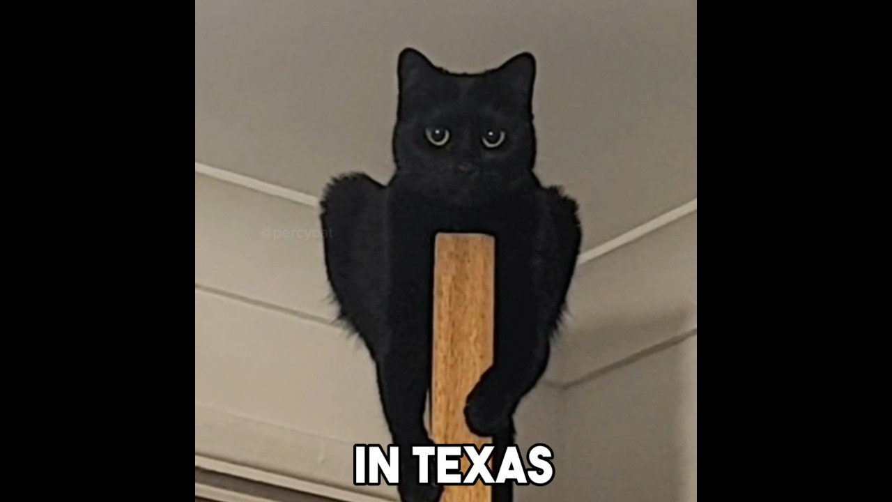 Day 23: Poker Face by Lady Gaga with Cat Memes #cat #funny