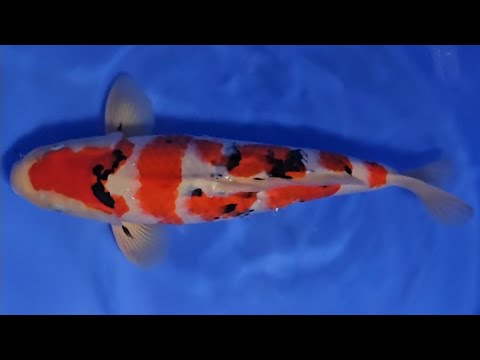 Sanke - Marudo Koi Farm - Nisai (geb.2023) 56cm (m) R.S KOI CONSULTING PREMIUM MALE SELECTION