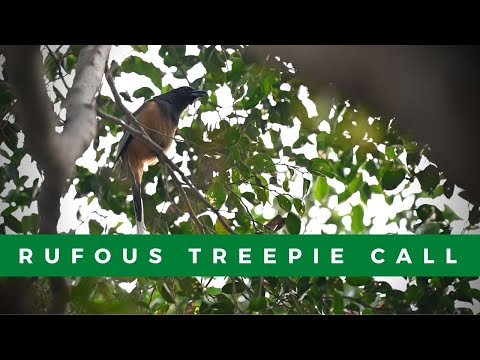 Rufous treepie call | What does a rufous treepie sound like?