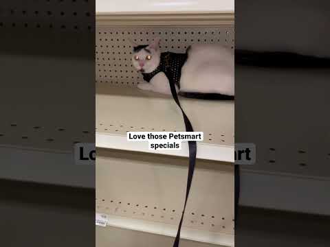 Petsmart has the best specials 😹🐱#petsmart #catdad2020 #cats