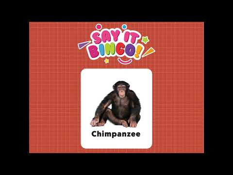 chimpanzee