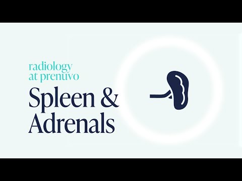 How a Prenuvo MRI Scans the Spleen | Whole Body MRI Scan