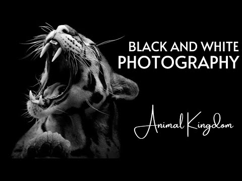 Black and White Photography - “WILDLIFE” | Inspiring Photography