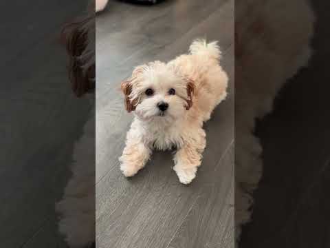 maltipoo barking video #shorts #maltipoo #dog #viral